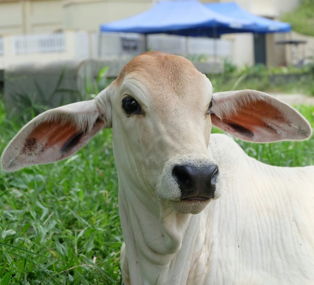 ADIS - Digital Identity Solutions for Livestock Management